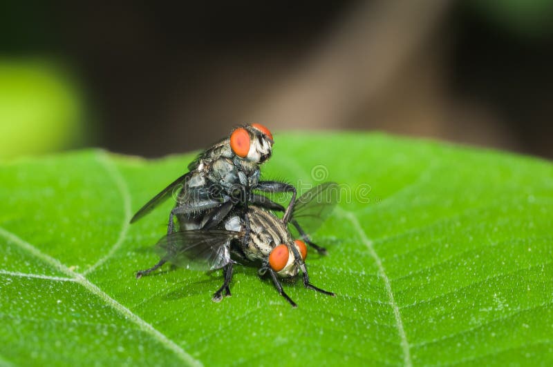 Breeding of flies stock image. Image of closeup, cheeky - 190327839