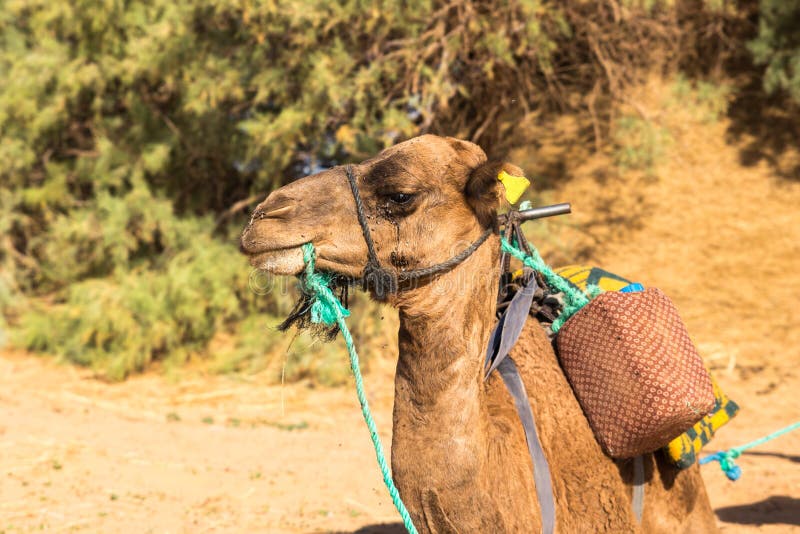 Flies on camel head stock photo. Image of morocco, face - 75079376