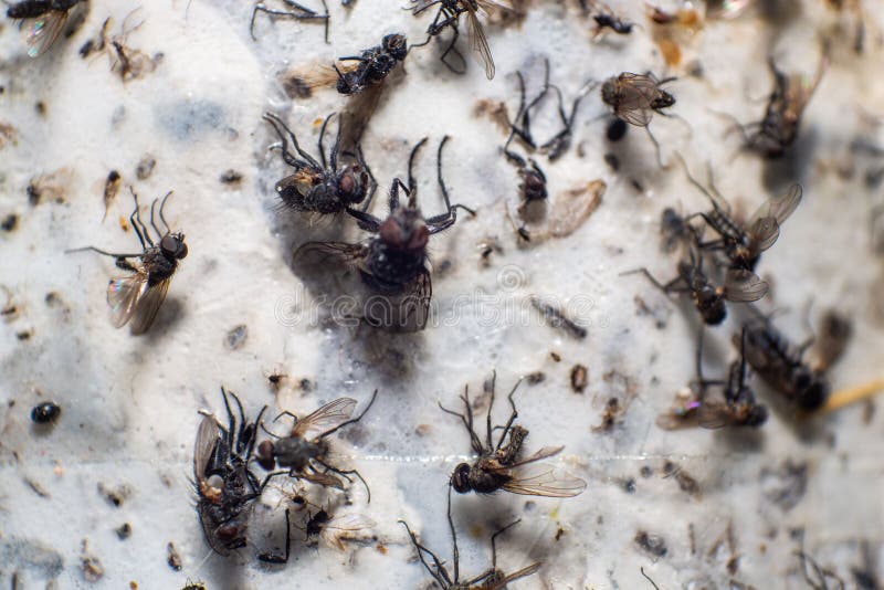 Flies caught in a fly trap stock photo. Image of wildlife - 258806898