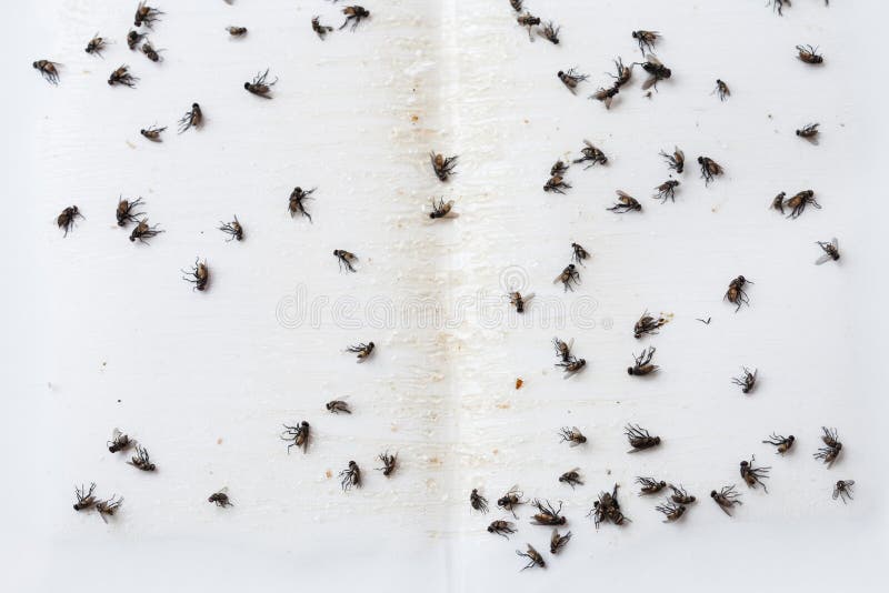 Flies Caught on Sticky Fly Paper Trap Stock Image - Image of closeup ...