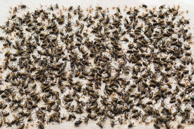 358 White Sticky Glue Trap Stock Photos - Free & Royalty-Free Stock ...