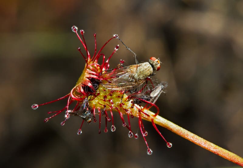 Insect caught by Sundew stock photo. Image of sticky - 44366294