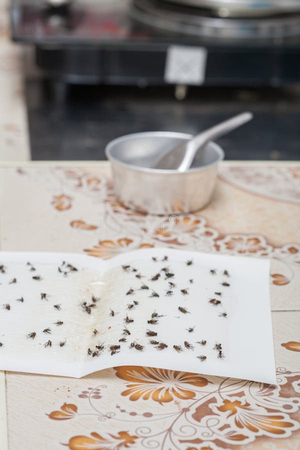 Flies Caught on White Sticky Fly Paper Stock Image - Image of pest ...