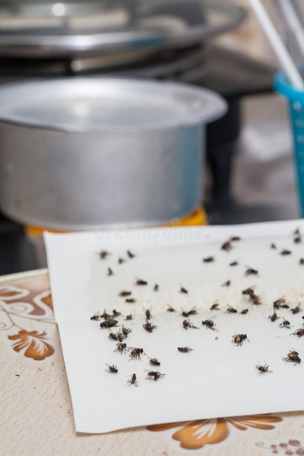 Flies Caught on White Sticky Fly Trap Stock Image - Image of catch ...