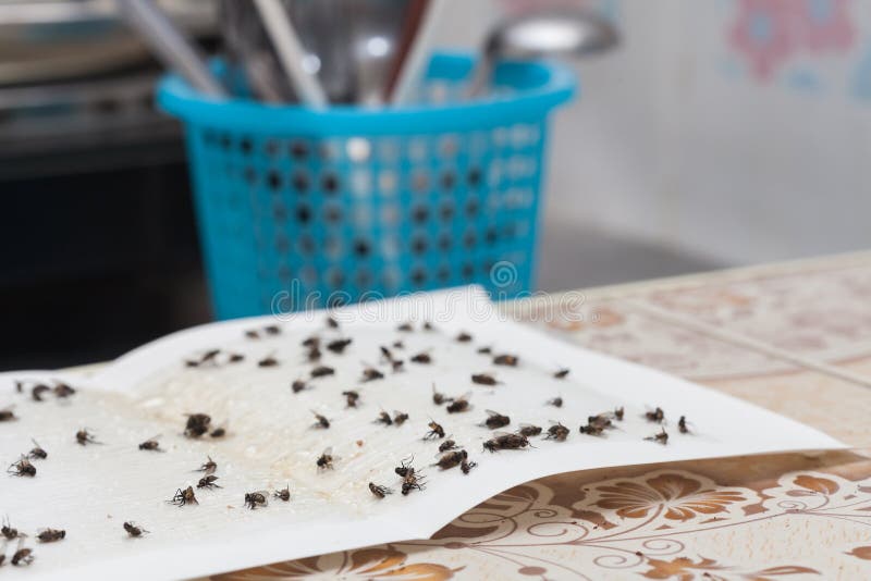 Flies Caught on White Sticky Fly Trap Stock Image - Image of display ...