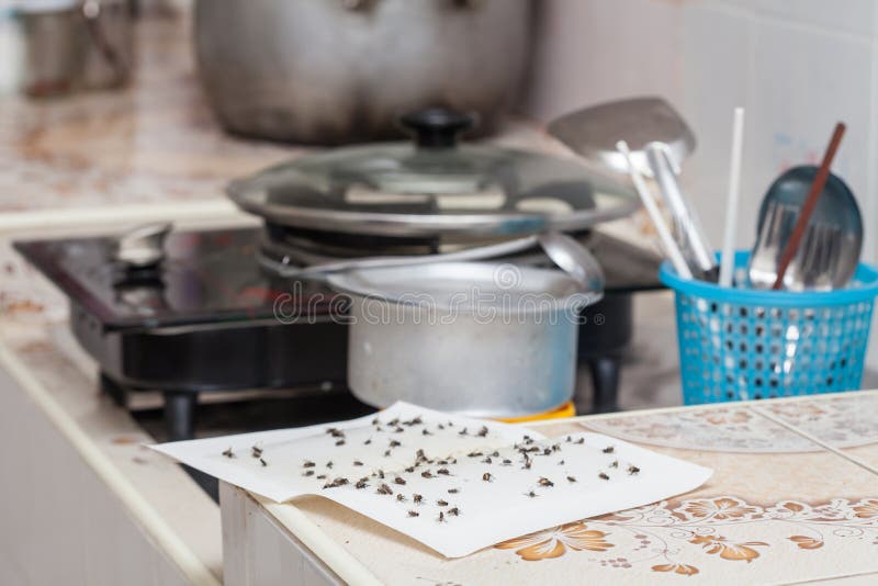 Flies Caught on White Sticky Fly Trap Stock Image - Image of coated ...