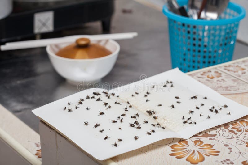 Flies Caught on White Sticky Fly Trap Stock Photo - Image of stick ...