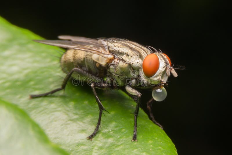 Flies cause diseases stock image. Image of small, prey - 55505913