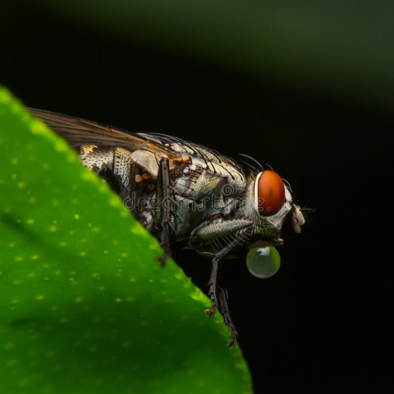 Flies cause diseases stock image. Image of small, prey - 55505913