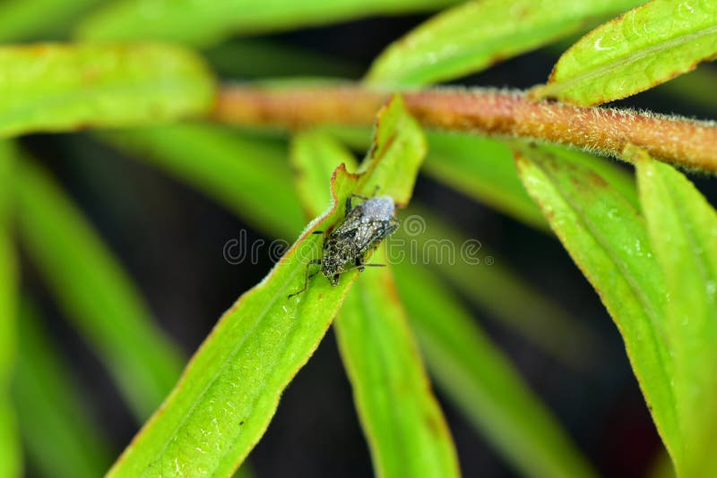 A Flies Covered with Drops of Dew Sitting on a Sheet. Stock Photo ...