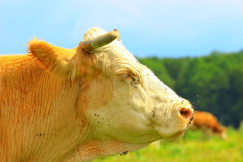 Cow with flies stock image. Image of farming, croatia - 96322549