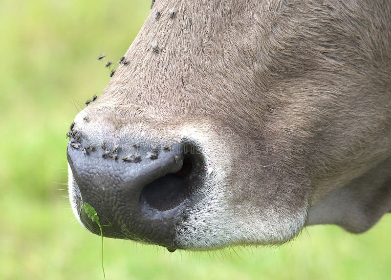 Flies on a cow s nose stock image. Image of field, horizontal - 327348629