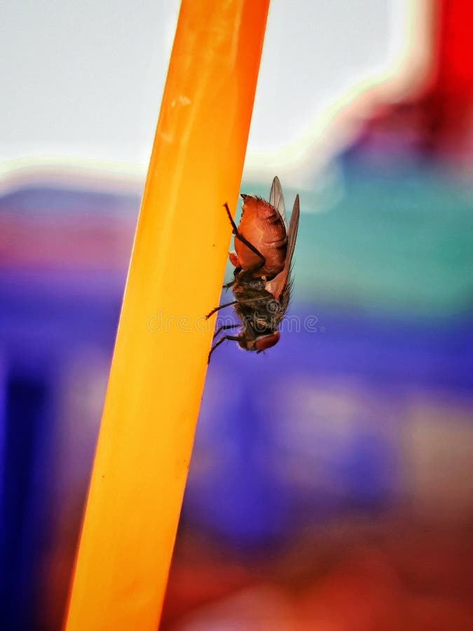 Flies dance on the straw stock photo. Image of yellow - 204499438