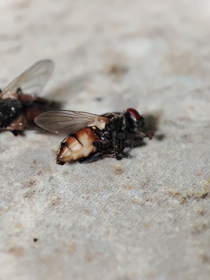 Flies Die after Eating Poison Stock Photo - Image of poison, flies ...