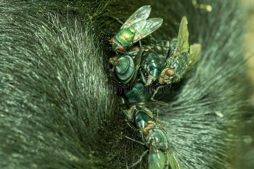 Flies on a Dog Decayed Corpse Eating. Stock Photo - Image of biology ...