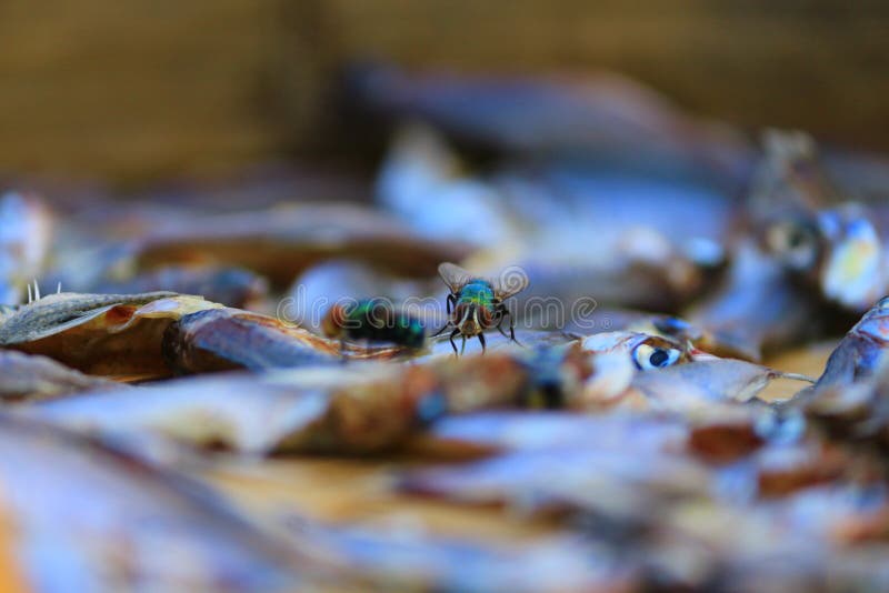 Flies in dried fish stock photo. Image of fish, environment - 215168388