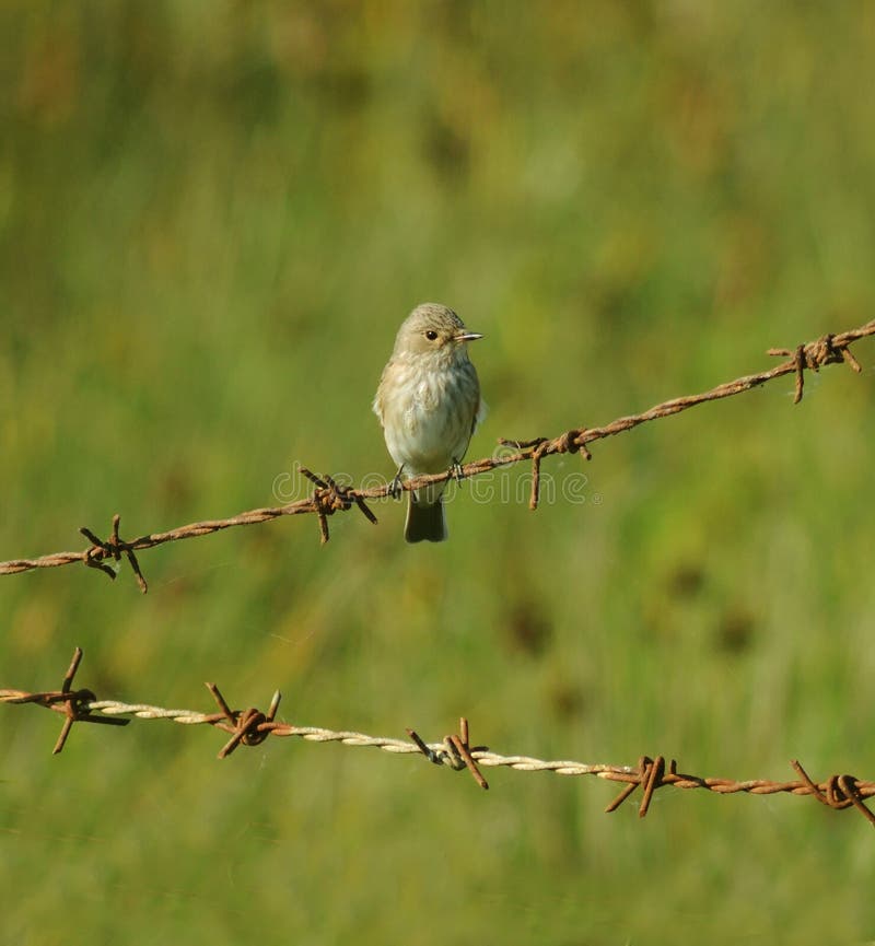 Flies eater stock photo. Image of barbed, birds, garden - 21607320