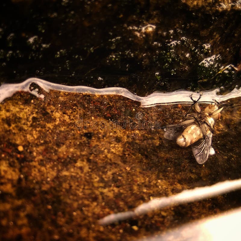 Flies fall in water stock image. Image of nature, yellow - 203809003