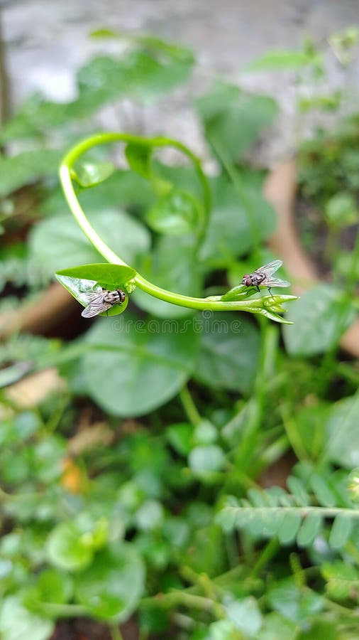 Flies or fight stock image. Image of herb, fight, shrub - 255091681