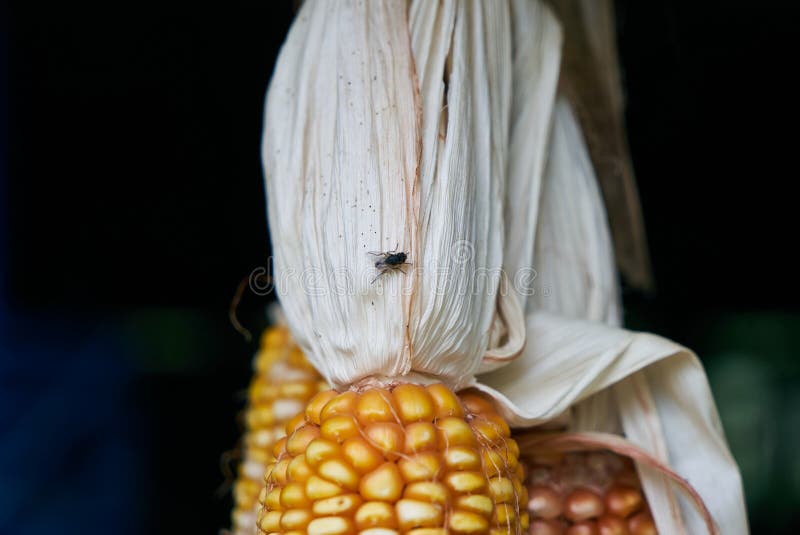 The Flies or Fly are Eating Corn, Close-up Stock Photo - Image of sweet ...