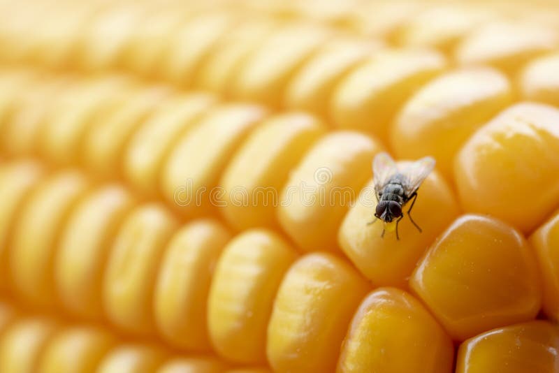 The Flies or Fly are Eating Corn. Stock Image - Image of aerial ...