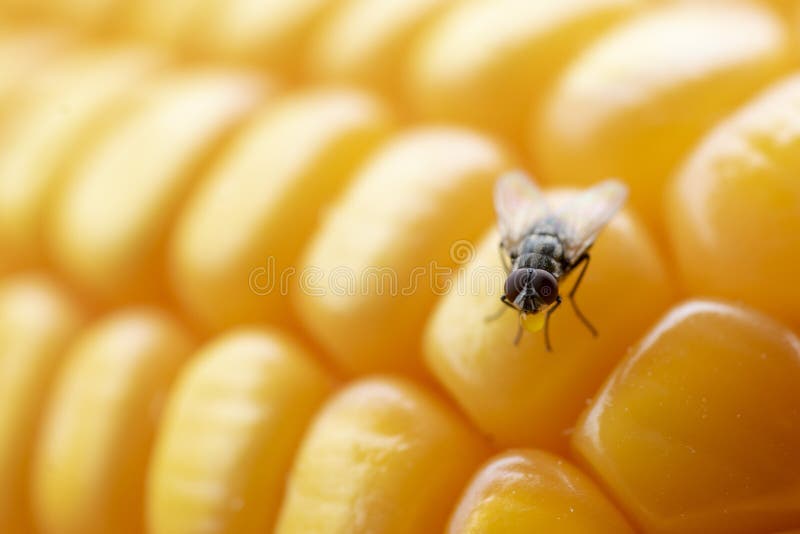 The Flies or Fly are Eating Corn. Stock Photo - Image of detail, curled ...