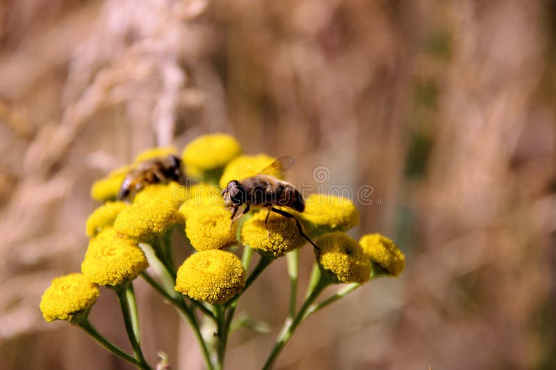 Flies gathering pollen. stock image. Image of macro, flower - 50069721
