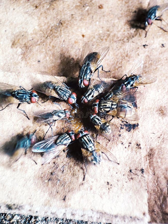 Flies are Gathering To Eat Together in One Place Stock Image - Image of ...