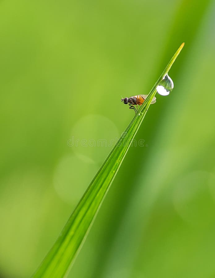 Flies on the Grass with the Dews in the Morning Stock Image - Image of ...