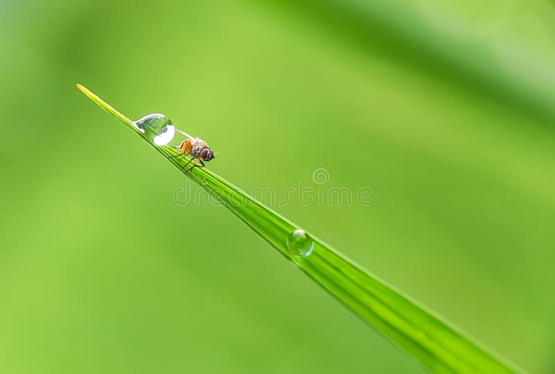 Flies on the Grass with the Dews in the Morning Stock Photo - Image of ...
