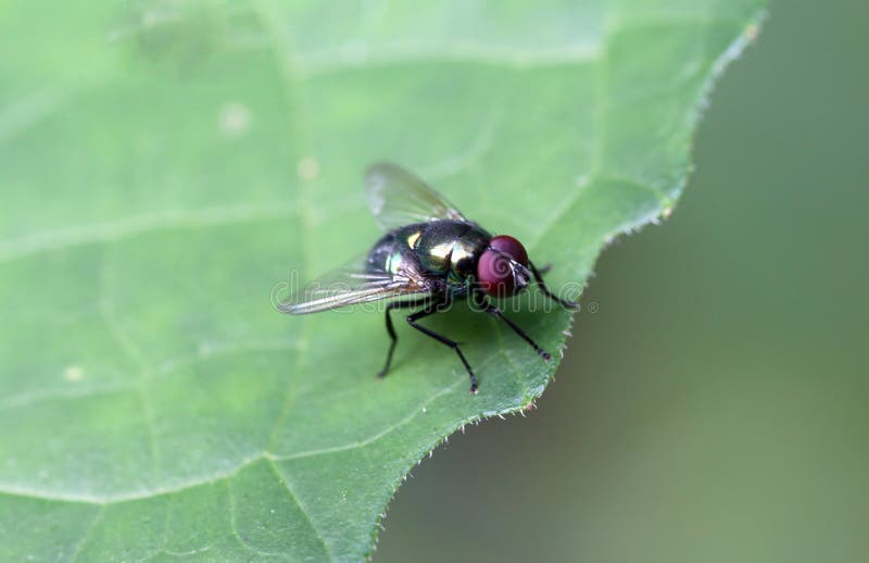 Two red-head flies stock image. Image of eyes, bugs, insects - 20315137