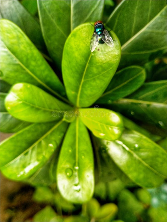 Flies in Green Leaf after Rain in the Morning Stock Photo - Image of ...