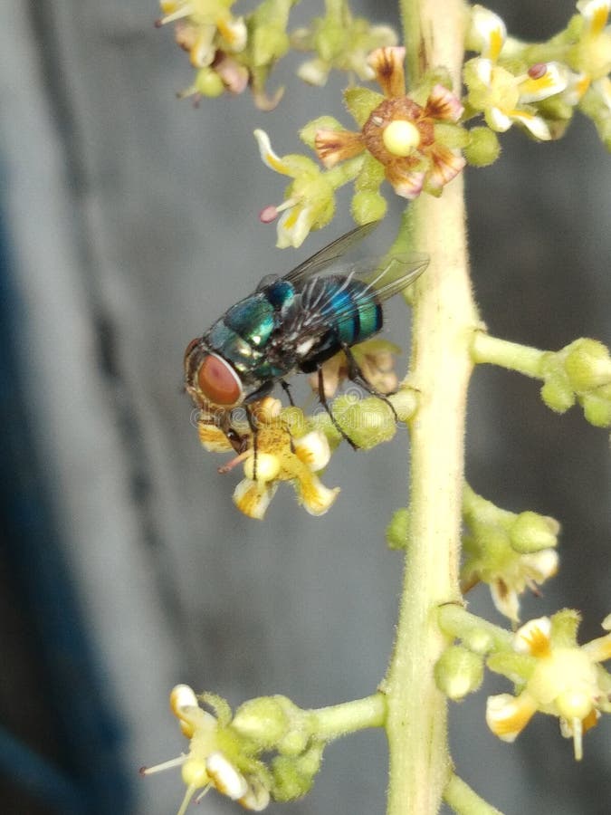Flies Help the Fertilization Process of Mango Plants... this is a Sign ...
