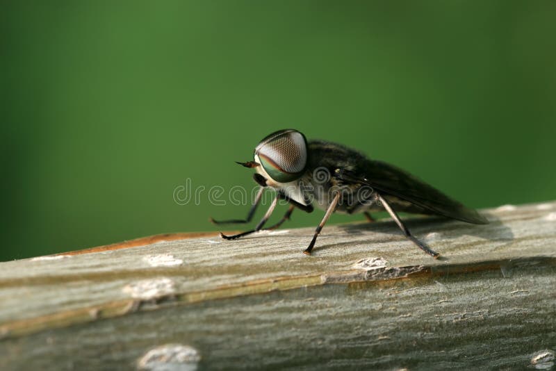 Insects bee working stock photo. Image of details, closeup - 21887832