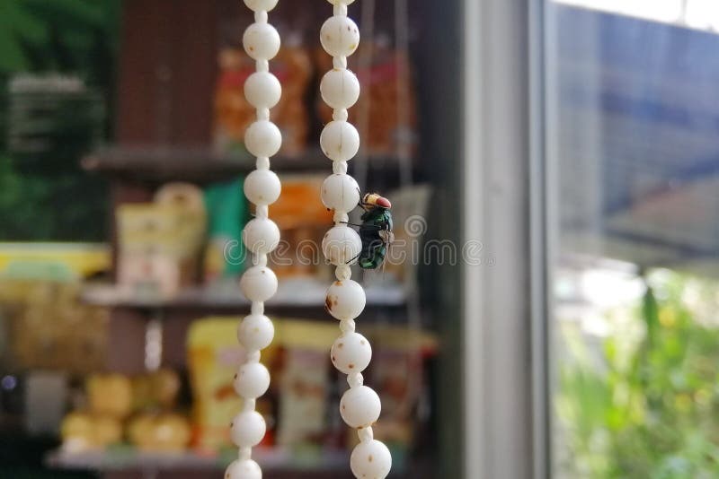 Flies, are Insects that Have a Lot of Germs. Stock Image - Image of ...