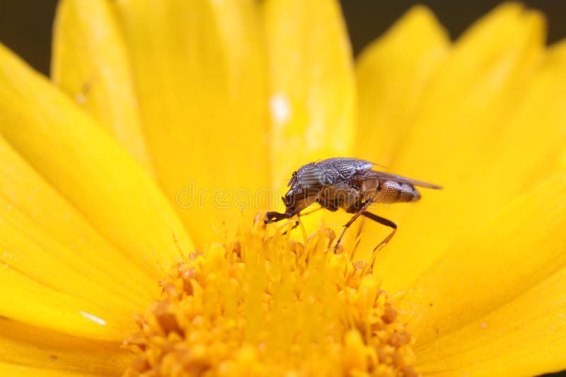 Flies and Insects on Yellow Flowers Stock Photo - Image of active ...