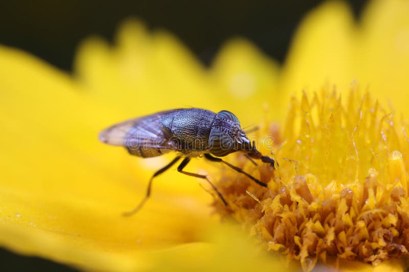 Flies and Insects on Yellow Flowers Stock Image - Image of ...