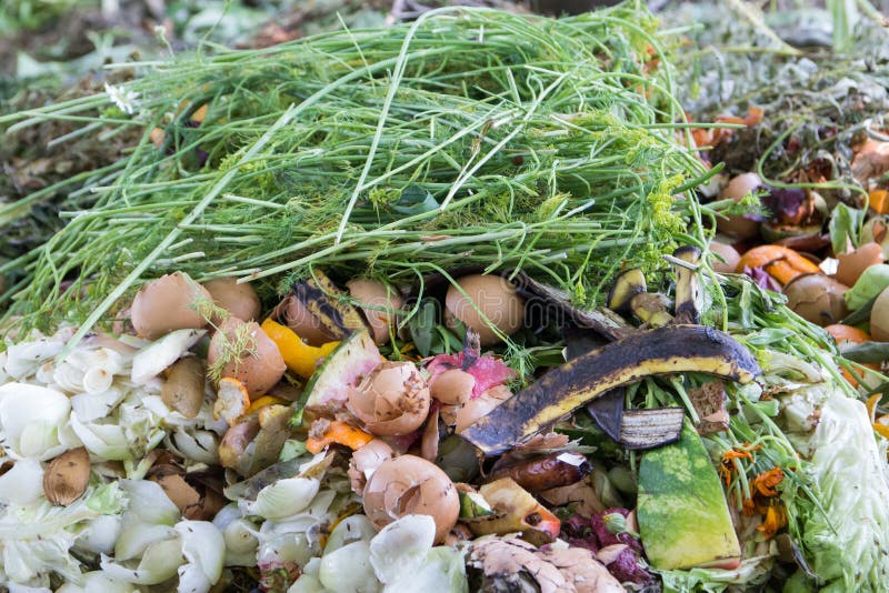 Flies on the Kitchen Waste - Compost Ingredients Stock Photo - Image of ...