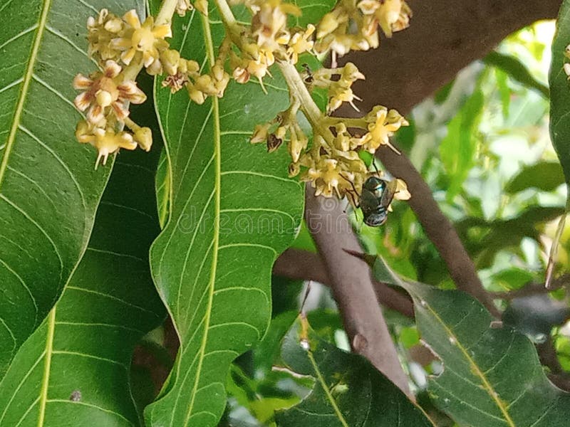 Flies that Land on Mango Plants that are Sprouting Fruit with Green ...