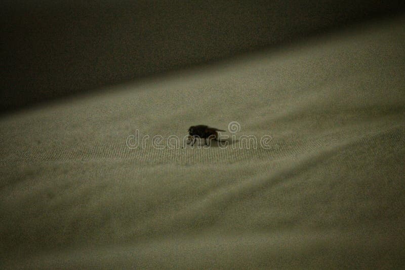 Flies Landed on the White Cloth Stock Photo - Image of closeup, house ...
