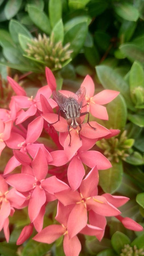 Flies Landing on Red Flower Stock Photo - Image of tree, landing: 296665008