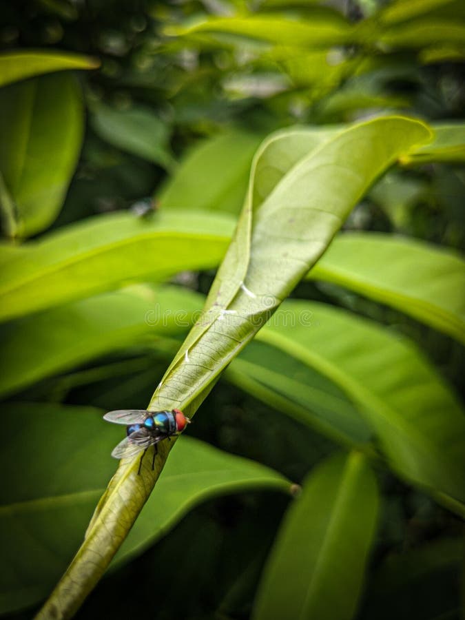 Flies on the leaf stock image. Image of wildlife, animal - 272539671