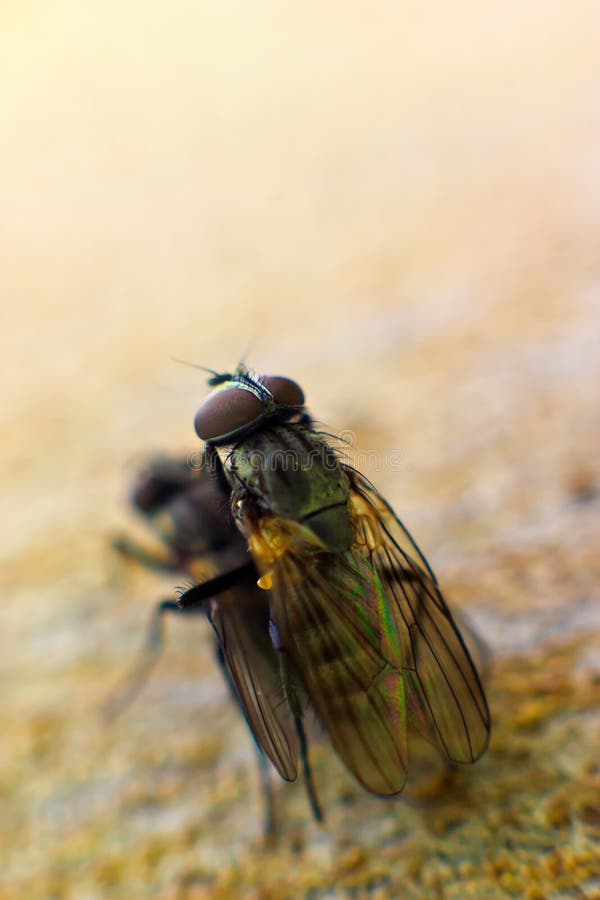 Love Bug Clip Art Stock Photos - Free & Royalty-Free Stock Photos from ...