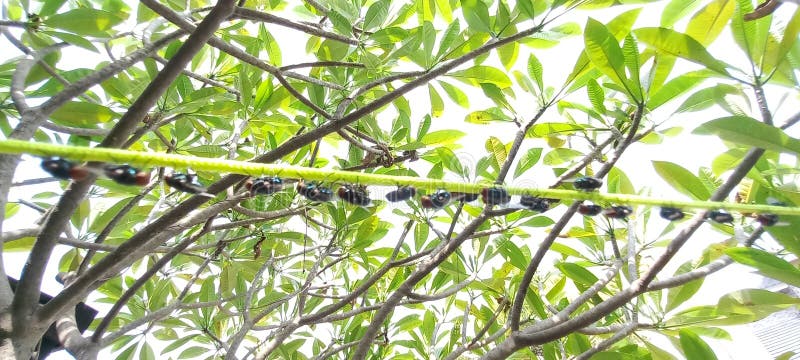 Flies marching on a string stock image. Image of flower - 283598365
