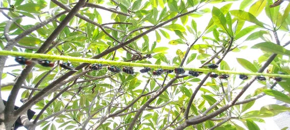 Flies marching on a string stock image. Image of flower - 283598365