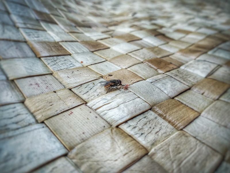 Flies on the Mat stock image. Image of carving, textile - 250222919