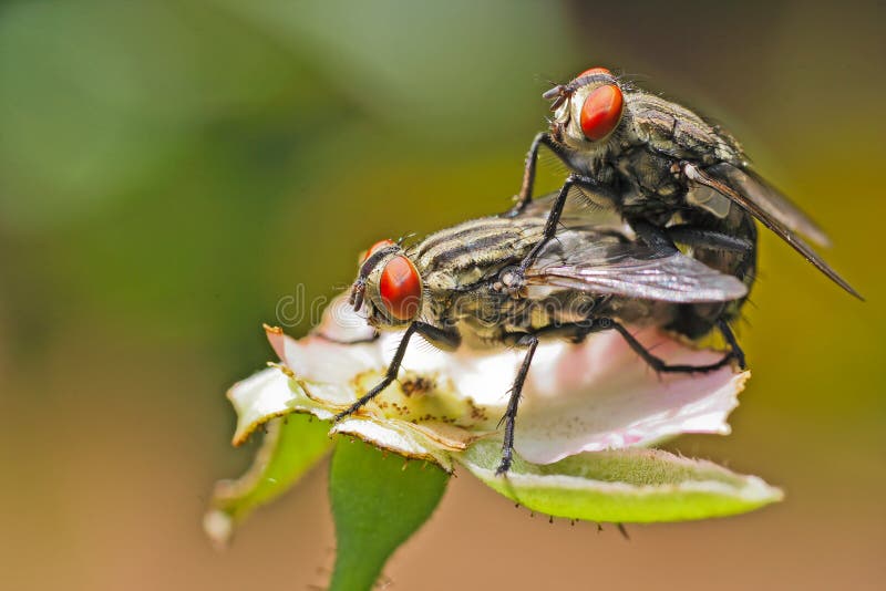 Mating fruit flies stock photo. Image of orchards, nature - 9707360