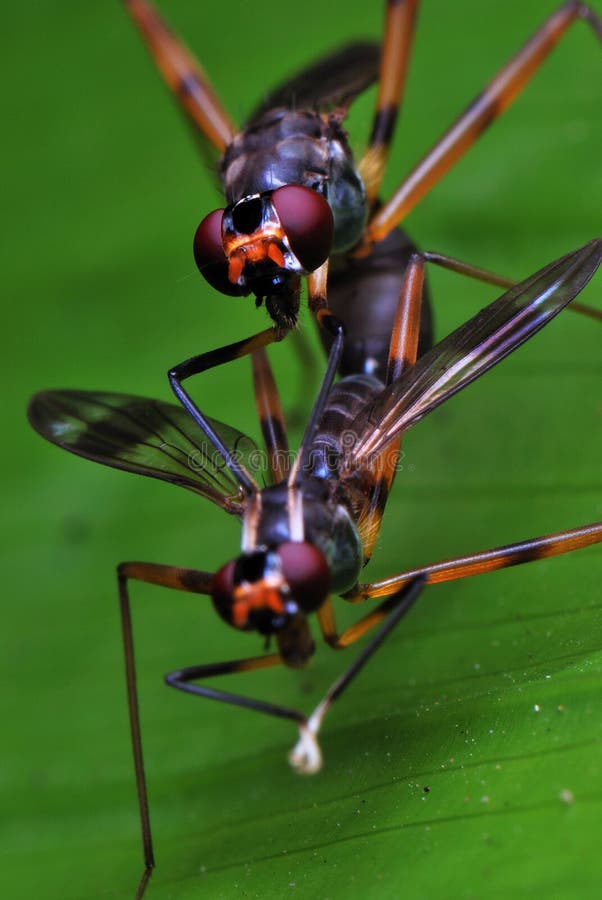 Flies Mating stock image. Image of magnified, close, dirt - 13260073