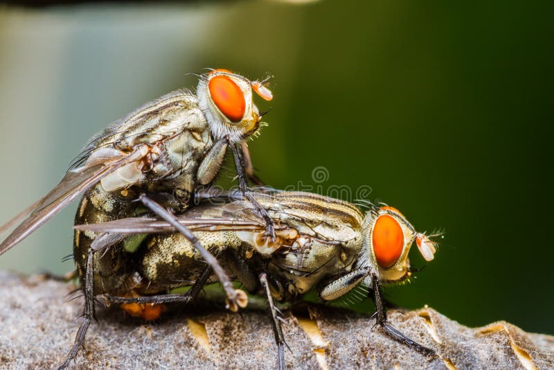 Flies mating stock image. Image of grey, hairy, outdoor - 32510407