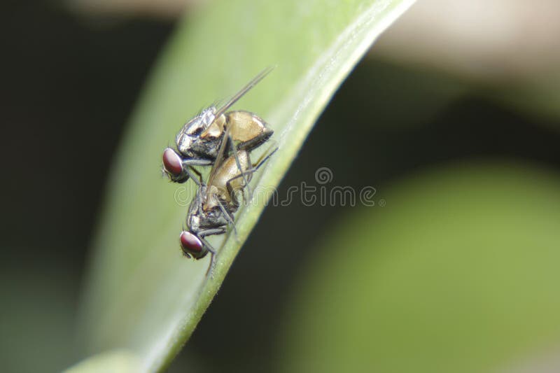Flies that are mating stock image. Image of flower, mating - 284782425